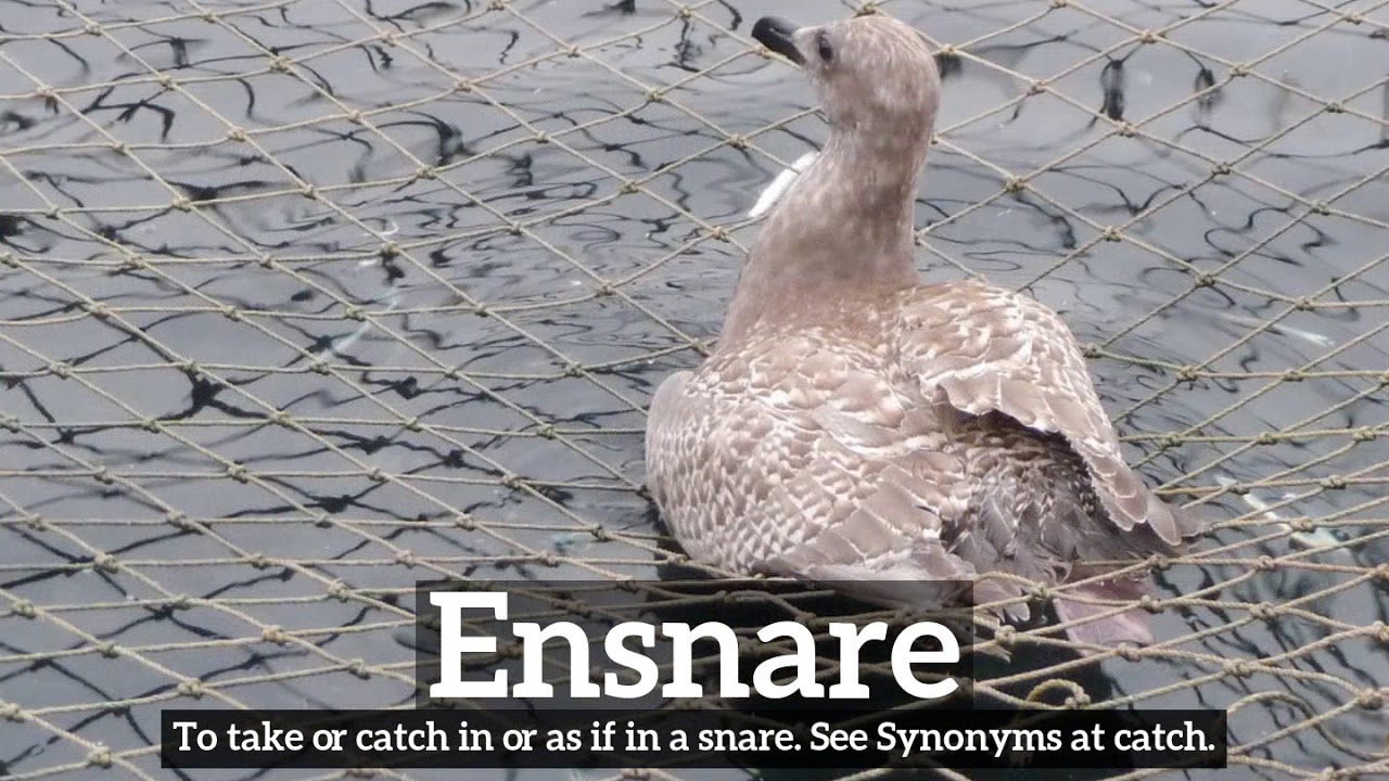 How to Say Ensnare in English? | How Does Ensnare Look? | What is ...