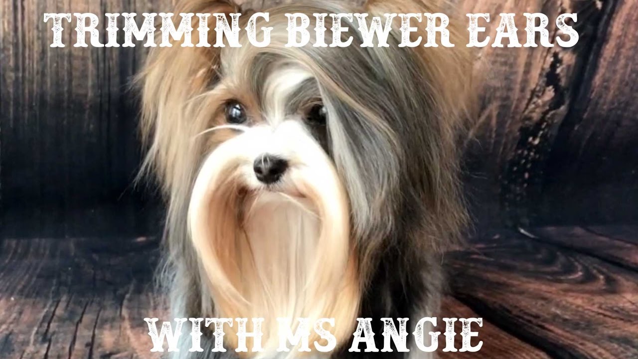 How to trim Biewer Ears with Rocky Mountain Biewer Terriers - YouTube