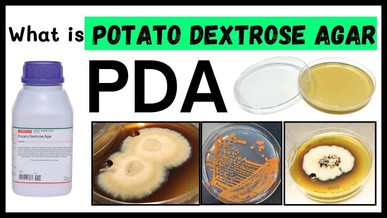 What is Potato Dextrose Agar | PDA Medium Part 1 - YouTube