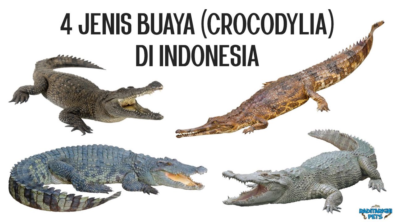 4 Jenis Buaya di Indonesia, beserta cara membedakan Buaya Muara, Buaya ...