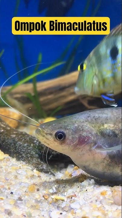 Ompok Bimaculatus | walapoththa #aquarium #catfish #viral #tranding # ...