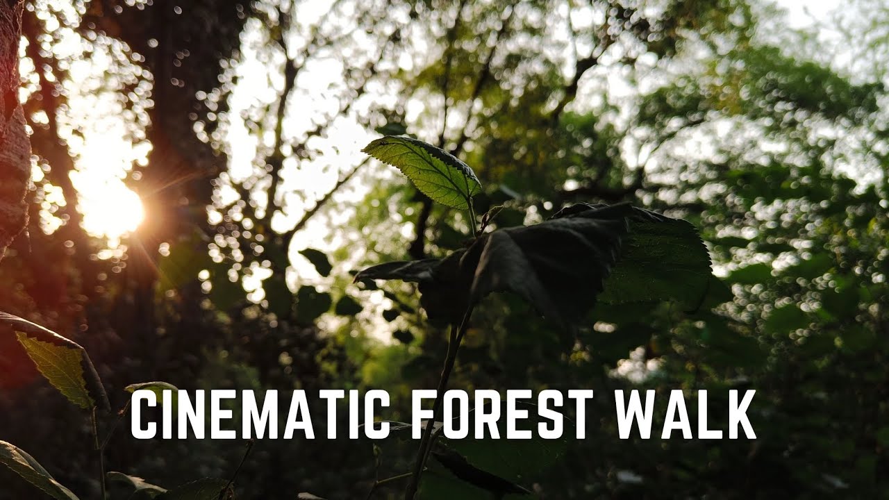 Cinematic Nature |Forest Walk|. #cinematic #forest #capcut #edit # ...