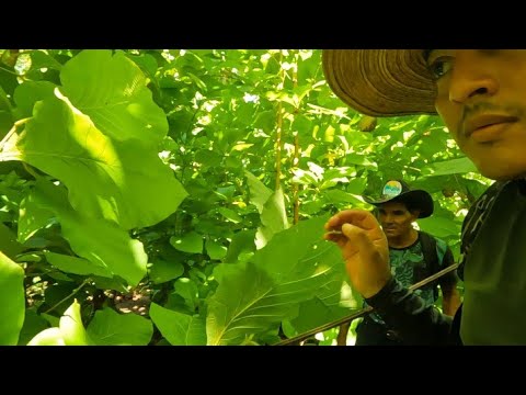 🇸🇻 Casi Nos Perdemos En Este Bosque Inmenso - YouTube