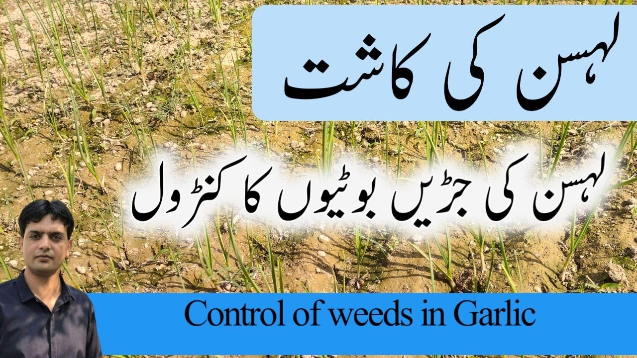 Control of weeds in Garlic | Cultivation of garlic | G1 garlic | Plant ...