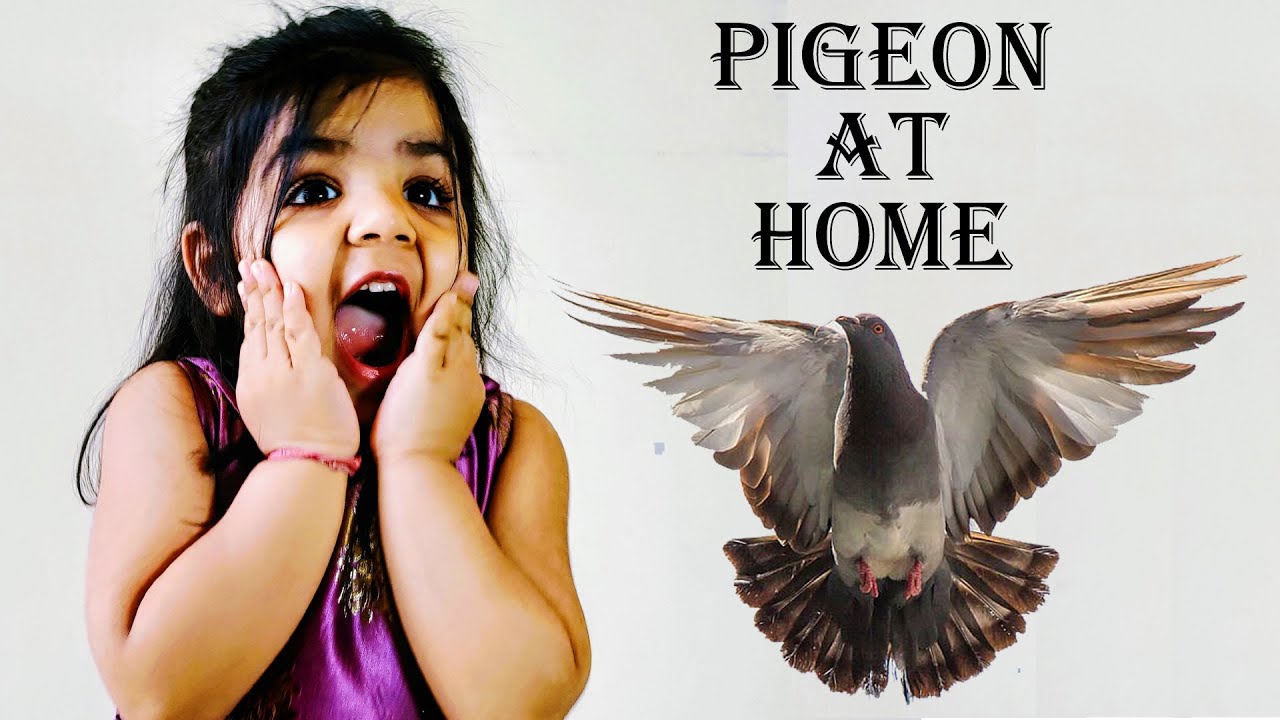 Innocent Pigeon At Home | Pigeon Stuck | Activities Of 2 Year Old Kid ...