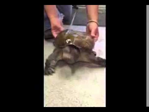 Common snapping turtle super aggressive - YouTube