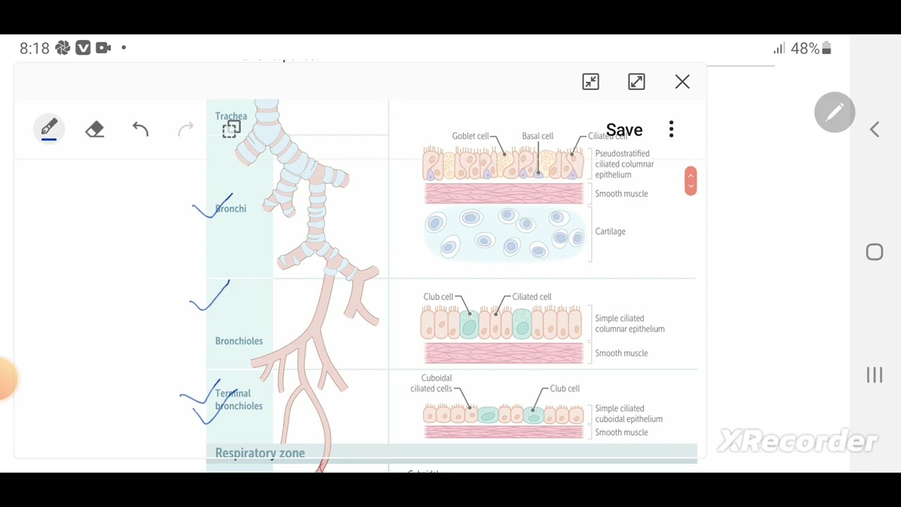 Respiratory Anatomy & histology from First aid USMLE# - YouTube
