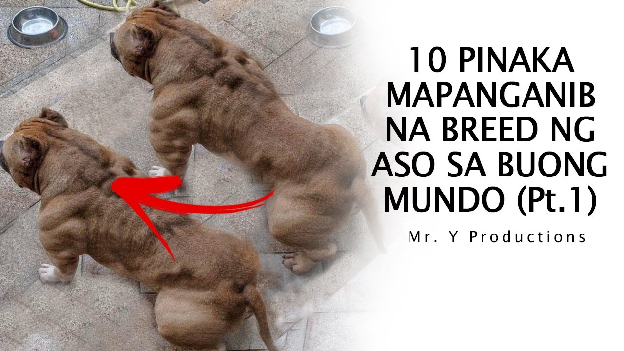 Mga Pinaka-Mapanganib na Breeds ng Aso sa Buong Mundo - YouTube