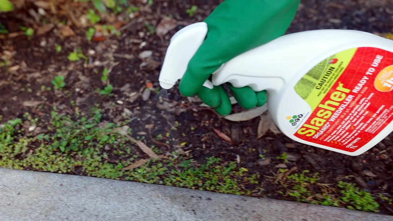 The Garden Gurus - What to do in your garden #6 - YouTube