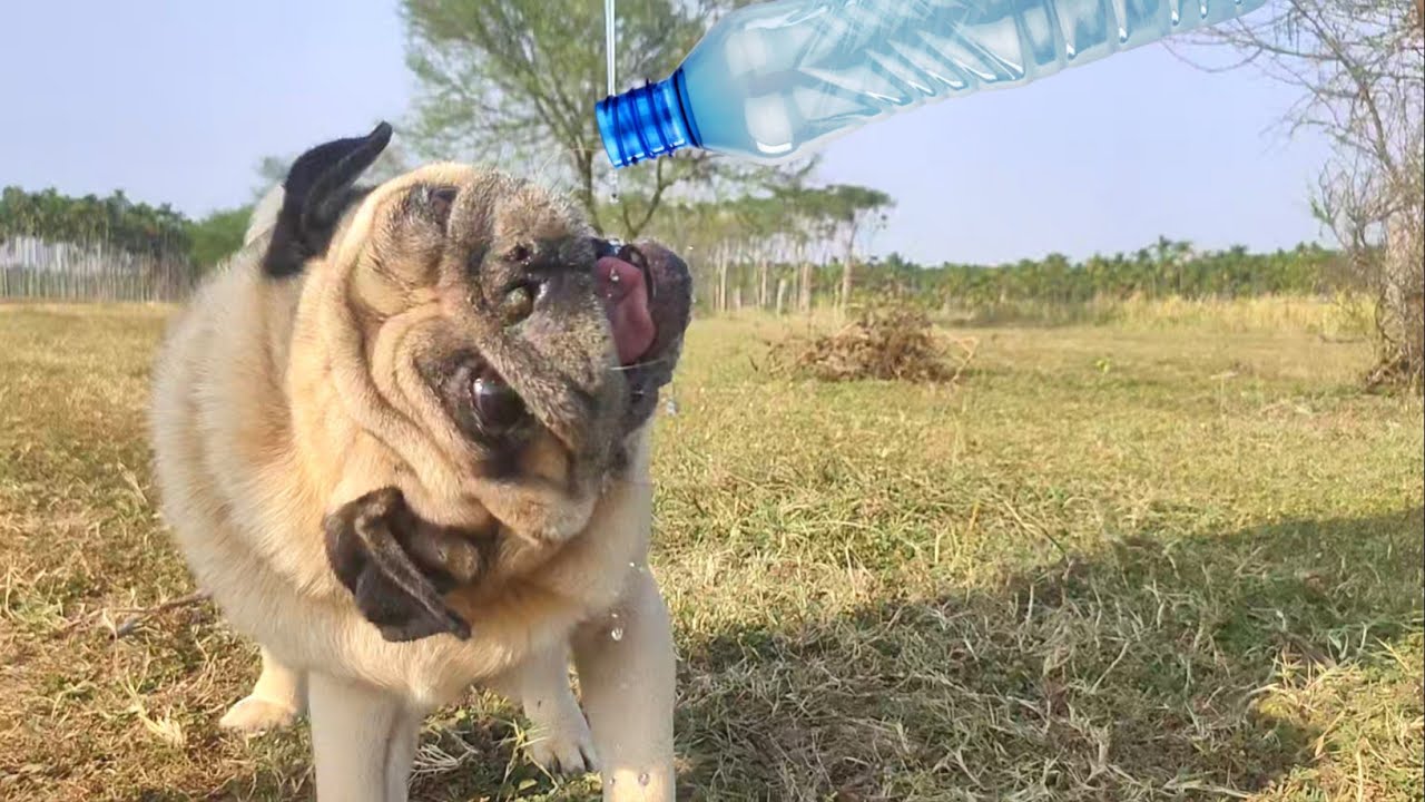 CUTE DOG VIDEO | 10 years old pud dog - YouTube