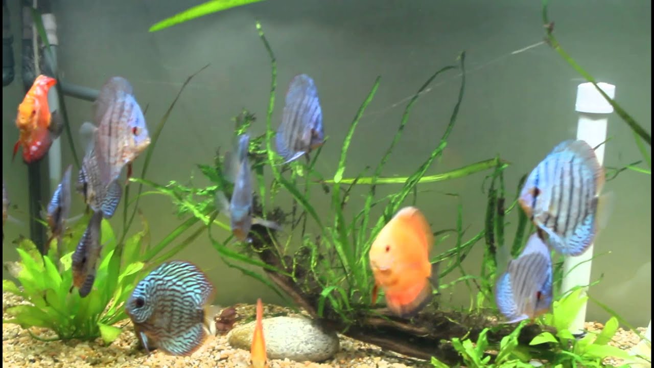 Planted Discus Tank low teck no CO2 live plants - YouTube