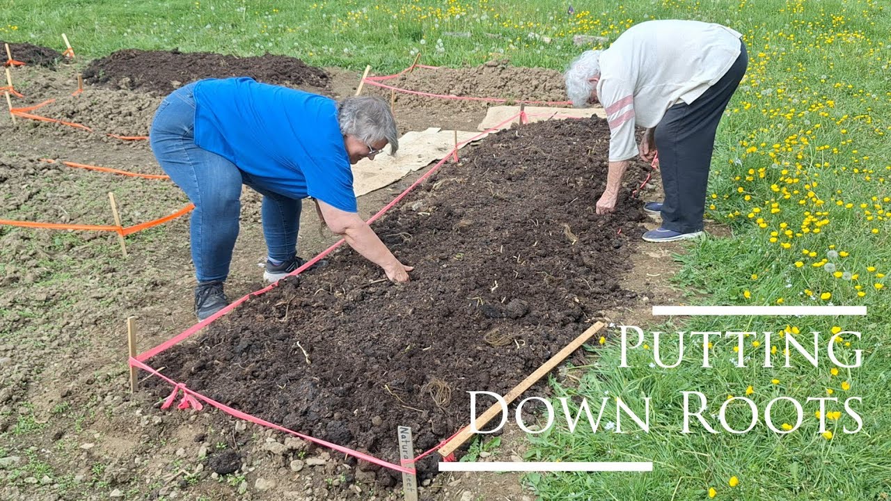 Putting Down Roots - YouTube