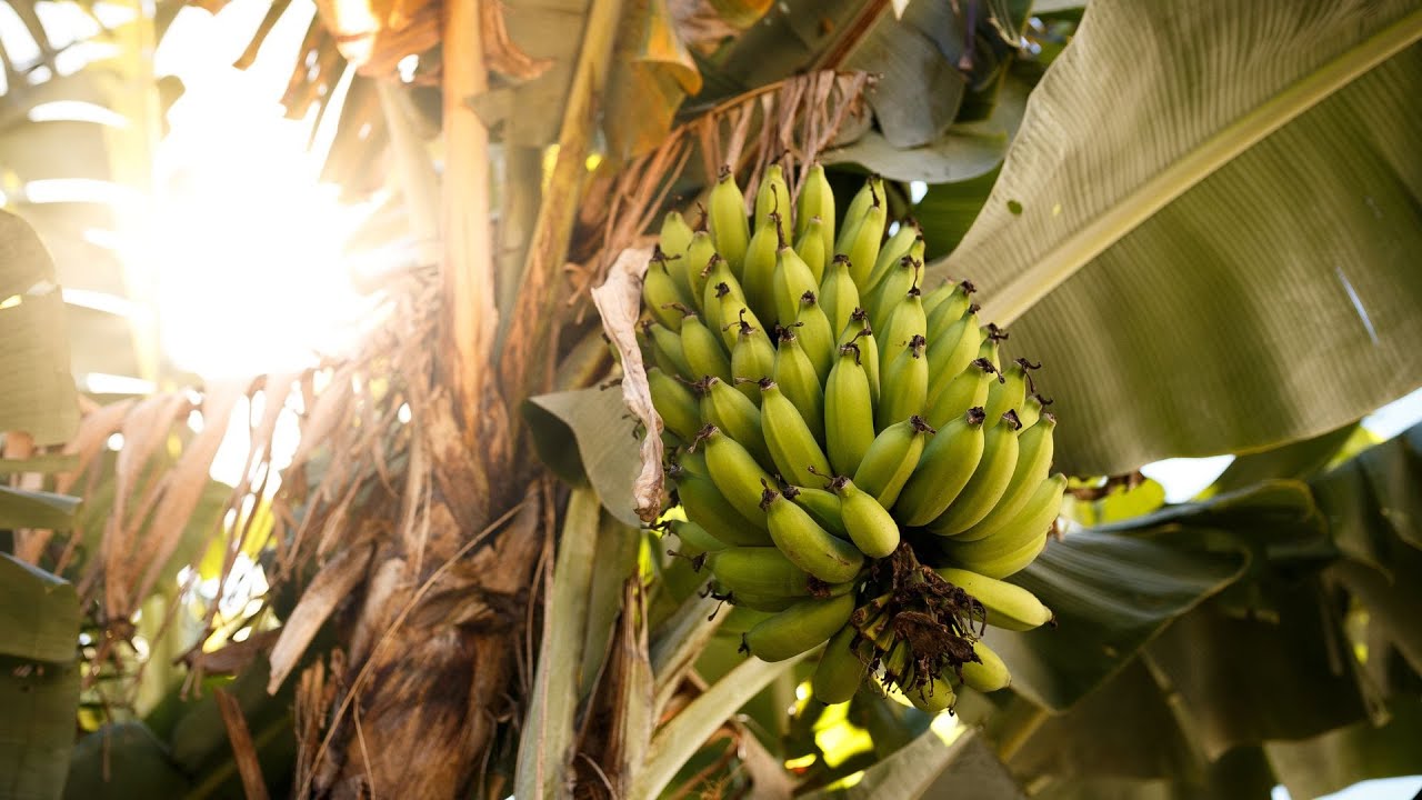 Bananeira no quintal: Cultive a sua própria banana prata e desfrute dos ...