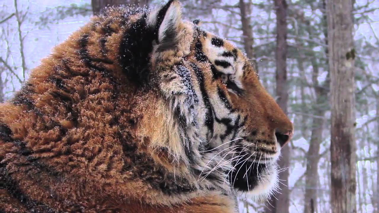 The Tiger - John Vaillant - YouTube