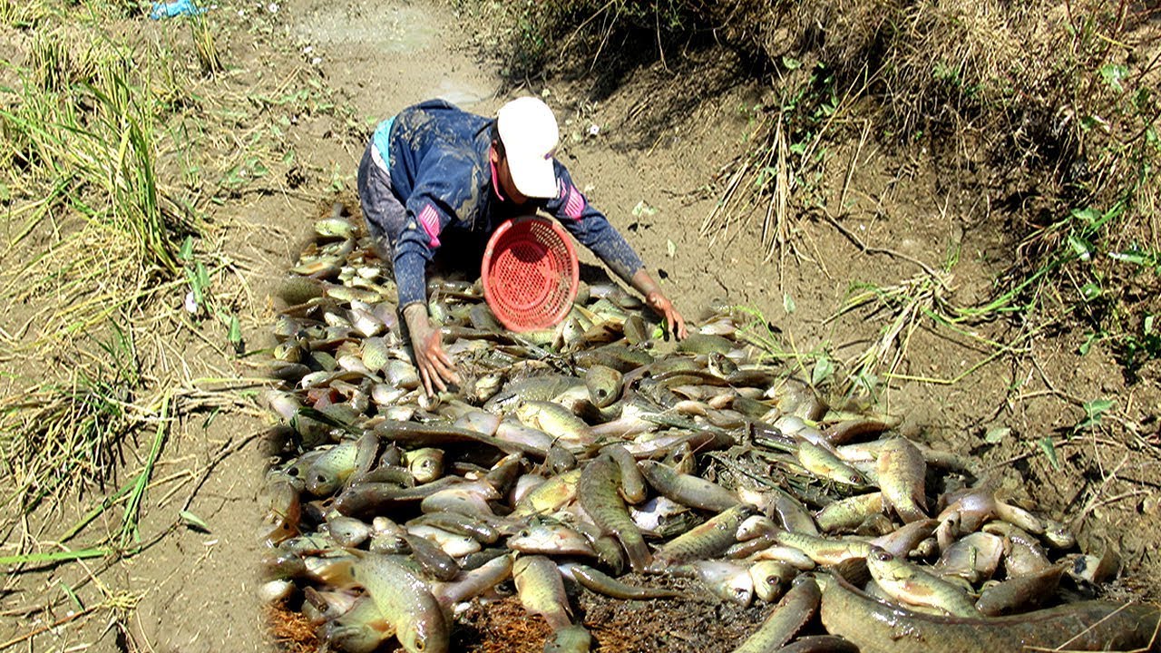 Unique fishing A lot OF Fish - Mud Catching A Lot Of Fish Near The Rice ...