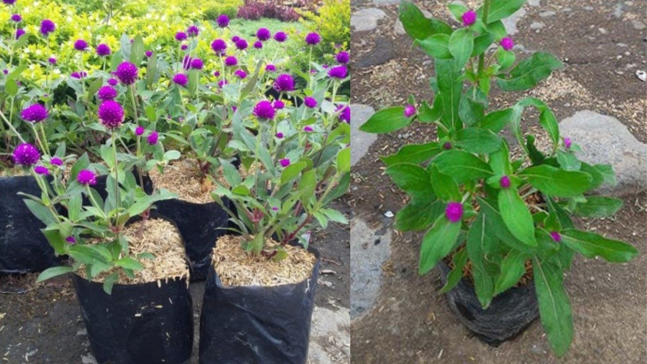 klasifikasi tanaman bunga kenop / kancing Dan manfaatnya bagus untuk ...