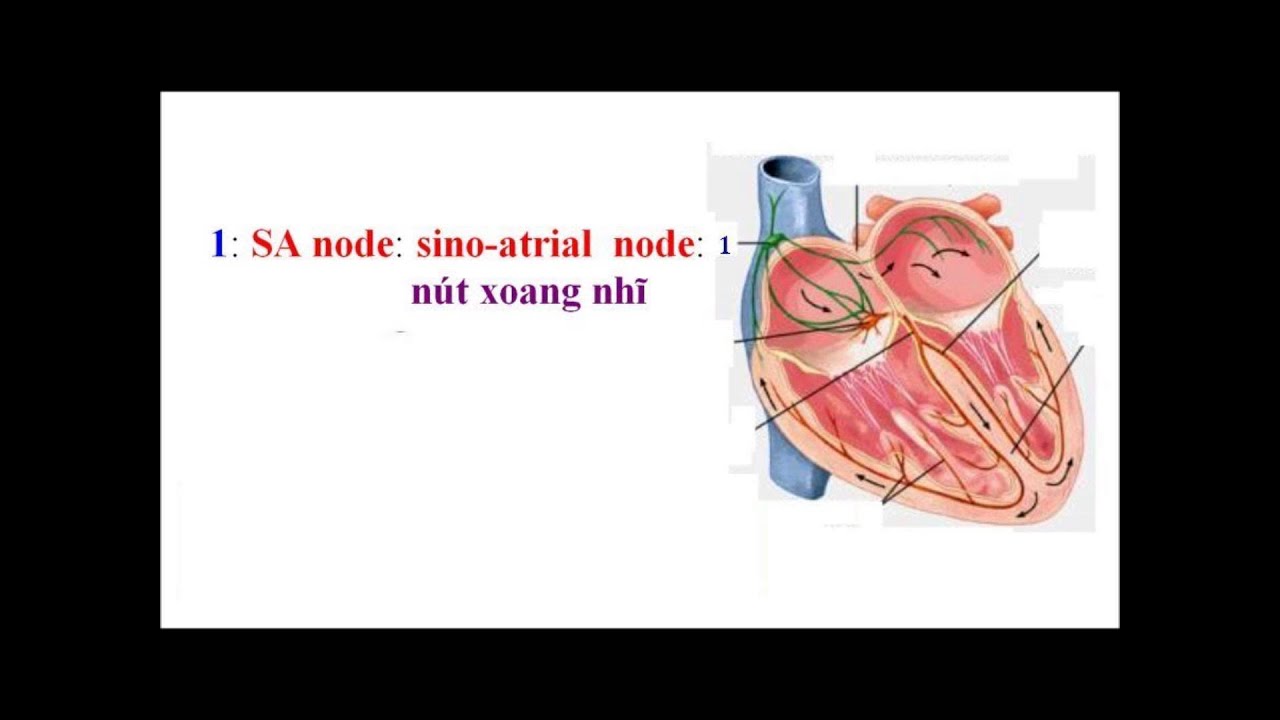 AF02 04 SA node, sino atrial node, sinus, node, atrial, sino atrial ...