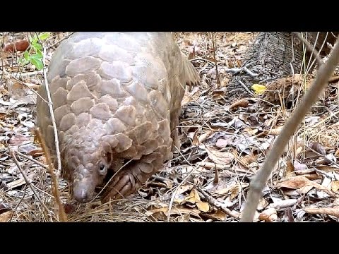Can You Walk Like a Pangolin? Curious Wild Animal Behavior - YouTube