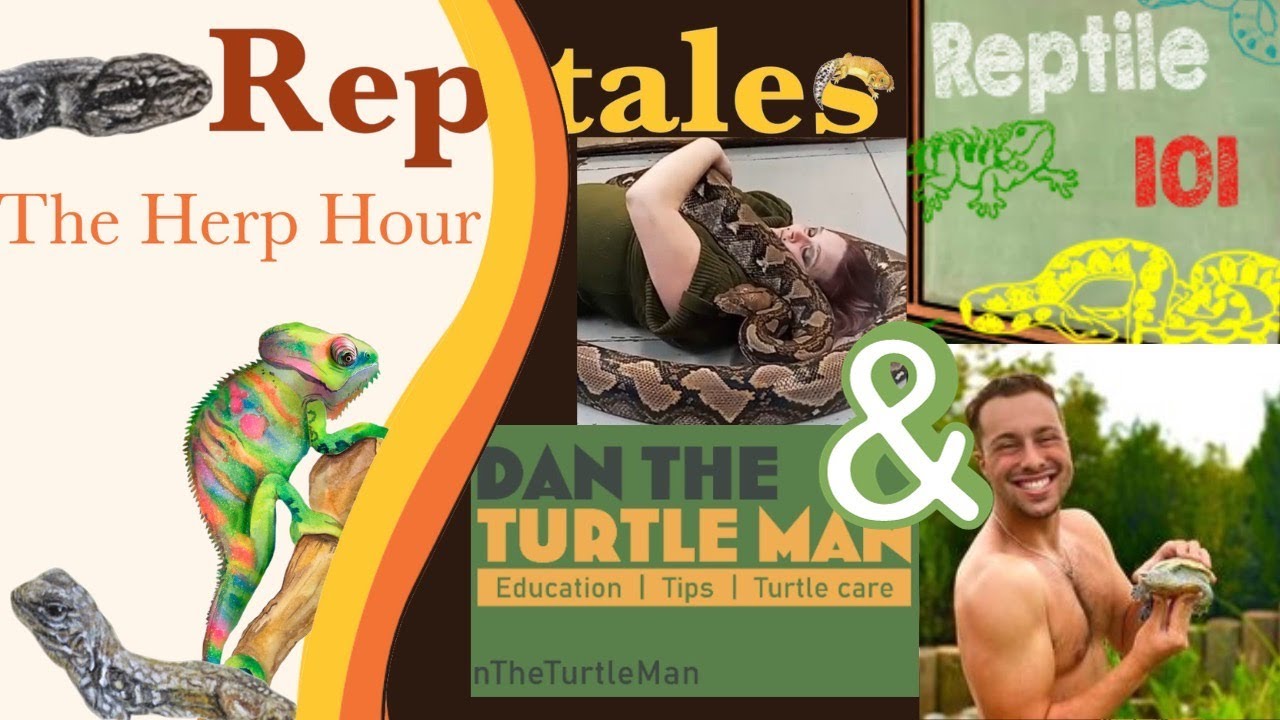 REPTALES: THE HERP HOUR: Reptile 101 & Dan the Turtle Man - YouTube