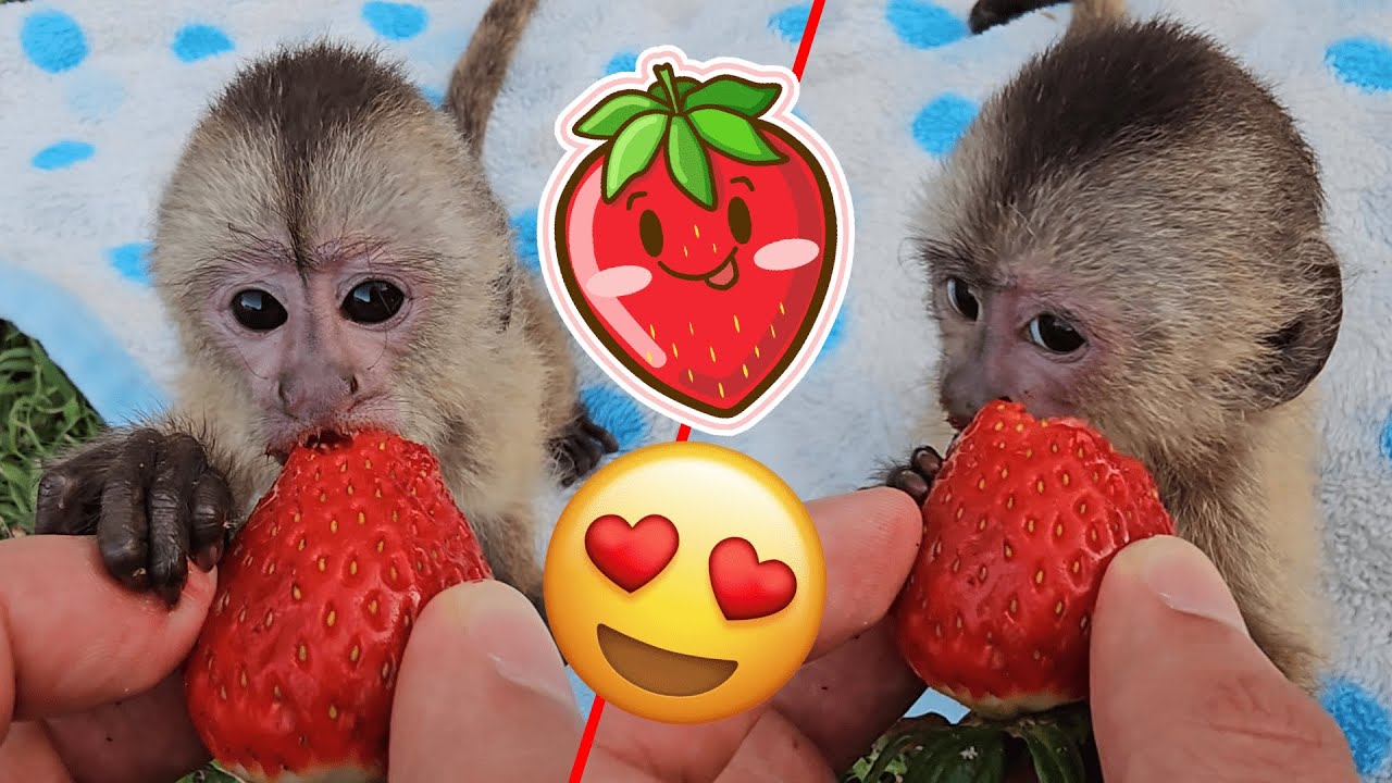 Super cute Kuky Baby Monkey eats strawberries for the first time in his ...