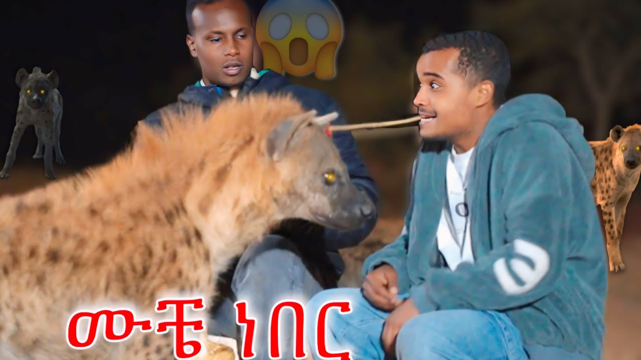 🛑 ያልጠበኩት አስደንጋጭ ነገር ገጠመኝ ከጅብ ጋር ትልቅ ግብ ግብ ( ሞቼ ነበር !! ) || Abreko ab ...