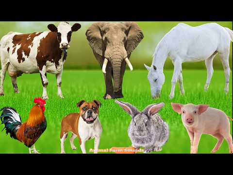 Amazing Animal Sounds: Elephant, Dog, Duck, Pig, Goat, Cat, Sheep – Animal Sounds