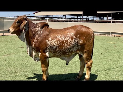 J&J Cattle Co: Lot #6102 Red Speckled Brahman Bull - YouTube