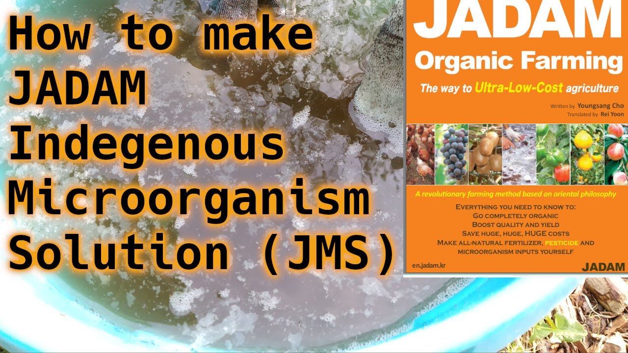 How to make JADAM Indigenous Microorganism Solution (JMS) - YouTube
