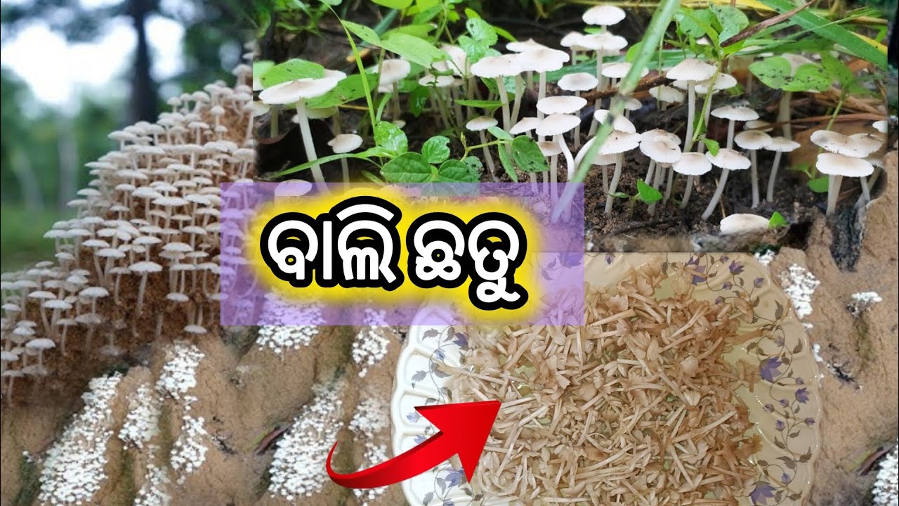 ବାଲି ଛତୁ 🍄 // Village Food // Bali Chhatu Recipe // Mushroom // Stay ...
