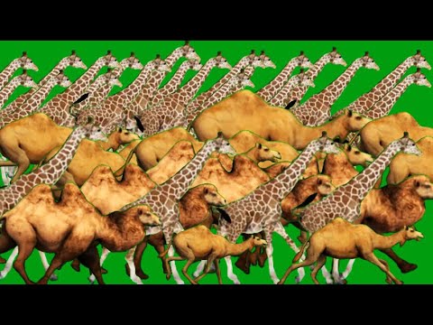 Giraffes vs Camels Race Running Green Screen Blue Screen Black Screen ...