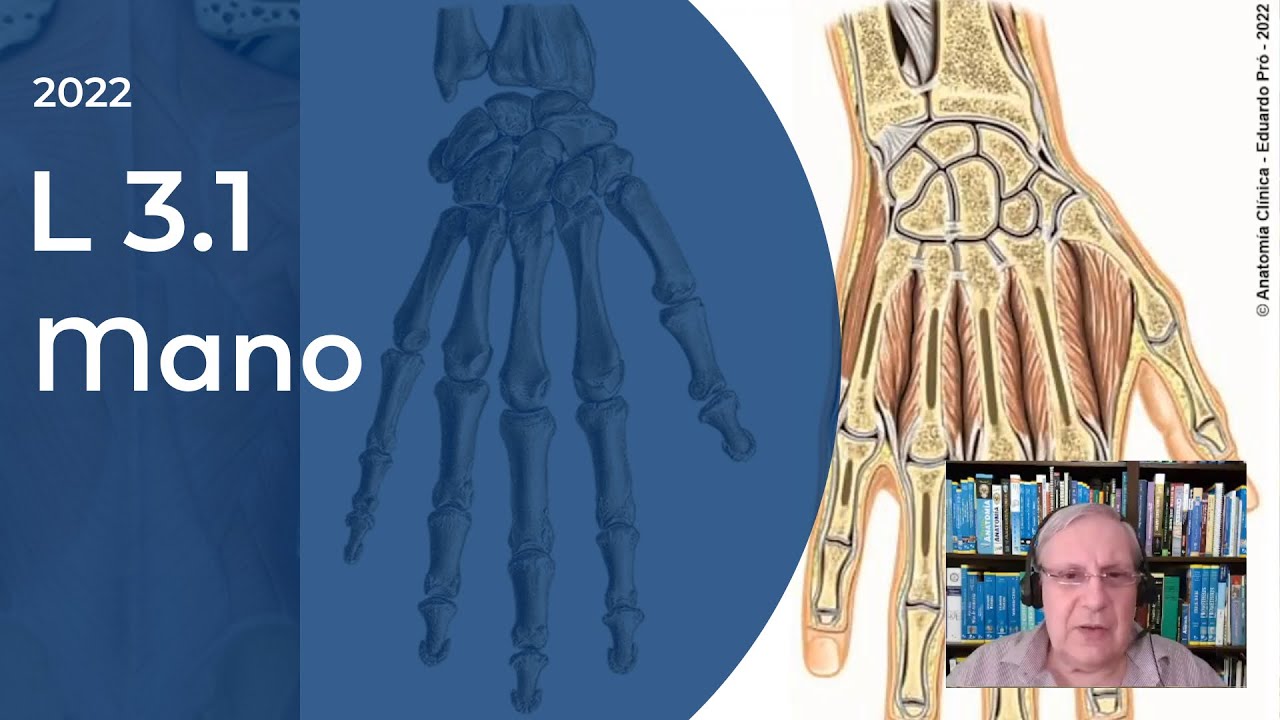 Maestro De Anatomía