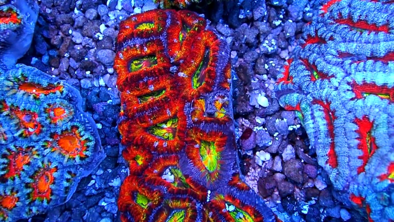 Aussie Acan shipment at Candy Corals - YouTube