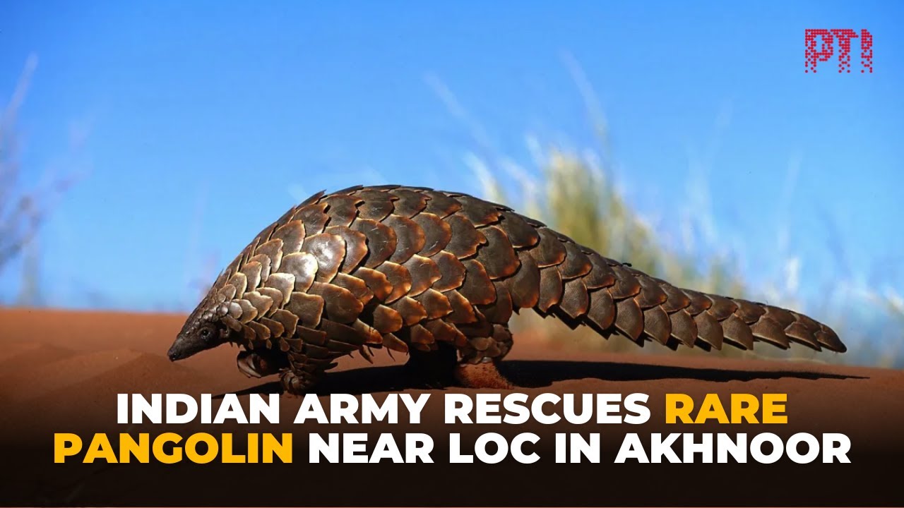 When wildlife meets warriors: Indian Army rescues rare pangolin near ...