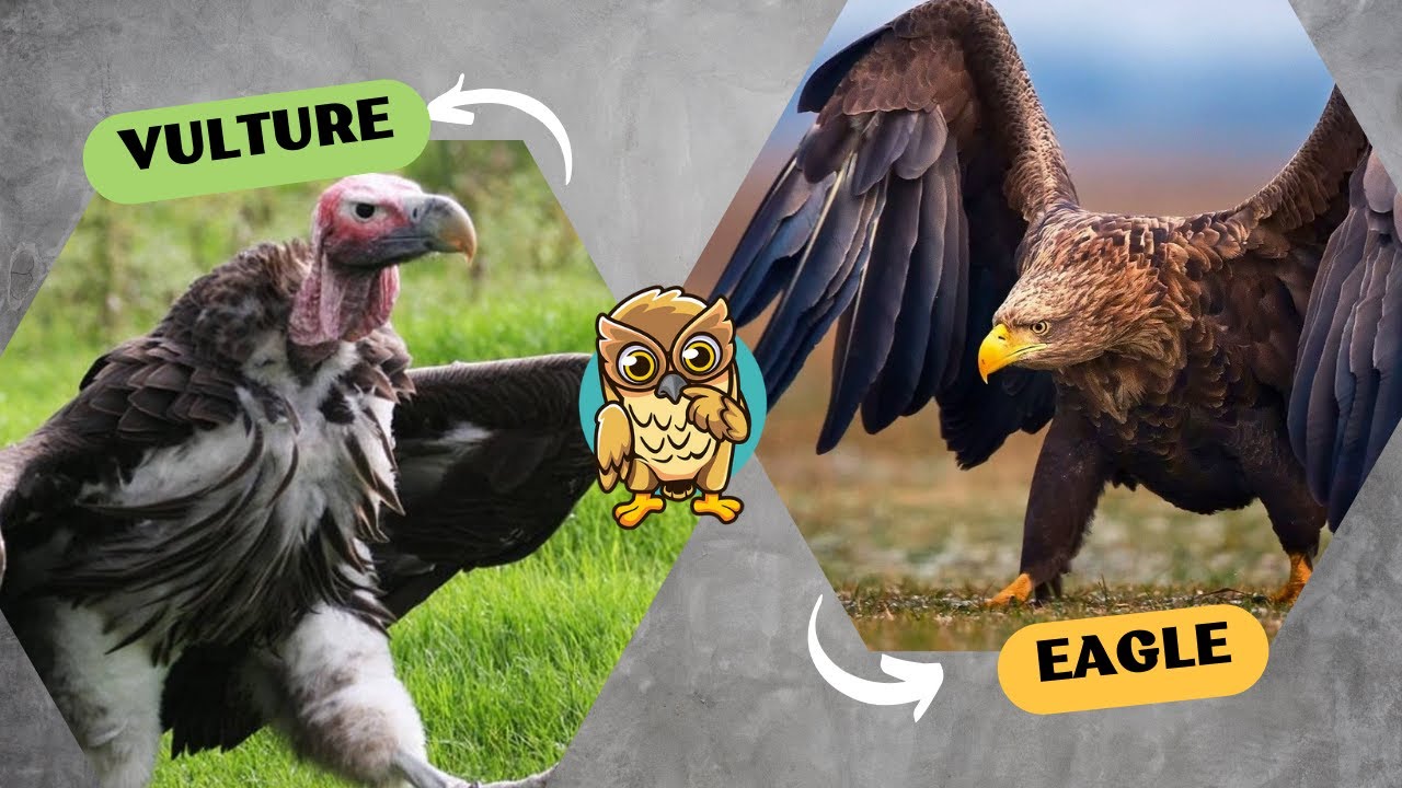 EAGLE VS VULTURE - Which is The Strongest? - YouTube