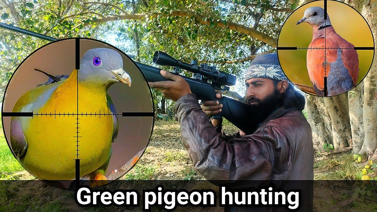 green pigeon hunting with airgun | dove hunting | bird hunting pellet ...
