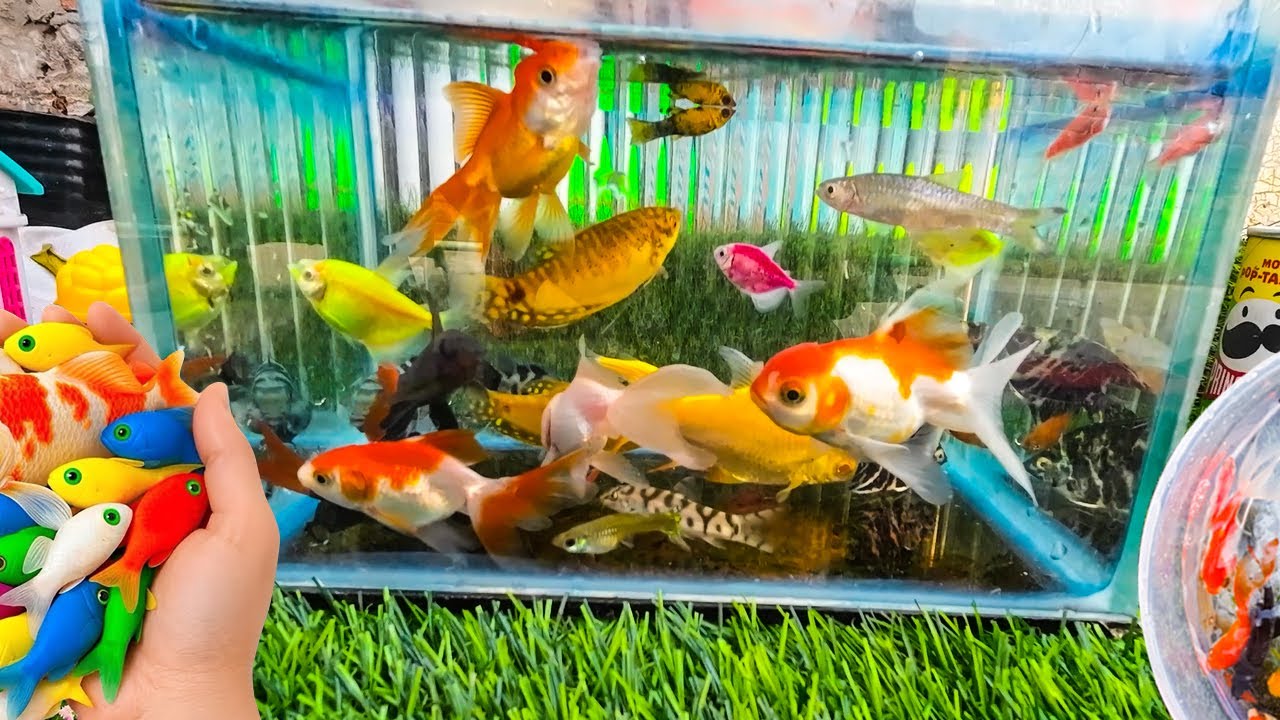 Gold Fish, Platy, Tetra Fish Shifting & Catch in Home Made Pond || Brab ...