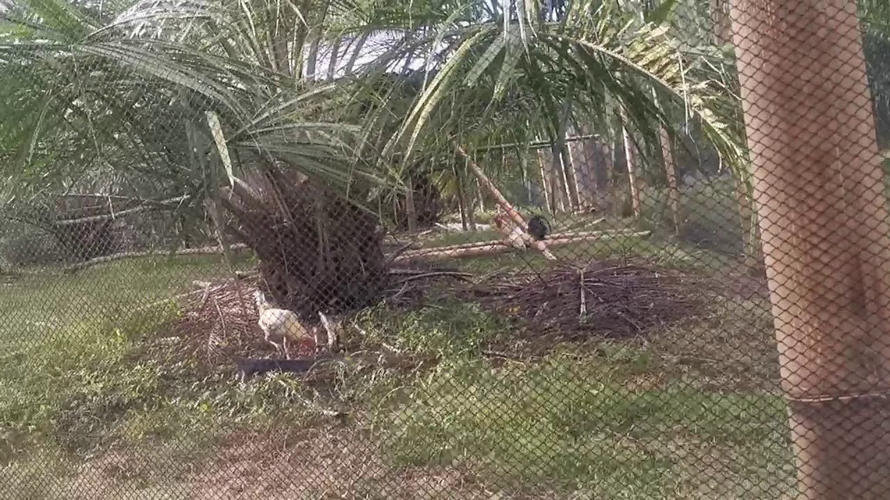 Native Chickens in the Philippines 🇵🇭🐔 New Project || Family Farm ...
