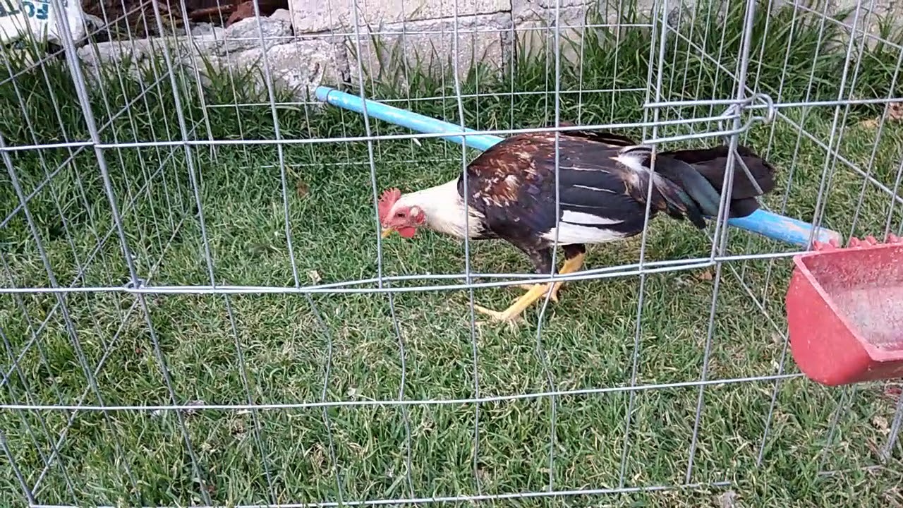 Pollito GIRO KELSO - YouTube