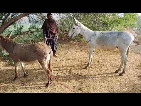 Bаговози.Жеребець на Паровку.Привезли лошицю з Бачача.Коні Тернопільщини. 2025..