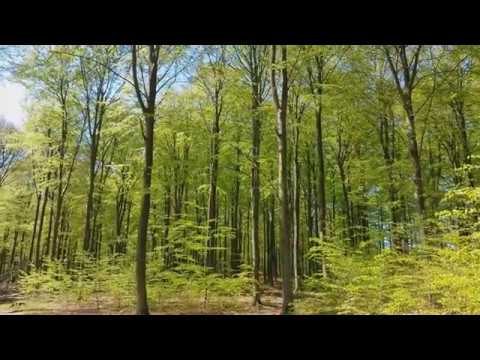 Green spring forest Denmark, european beech, fagus sylvatica, bøgeskoven i maj