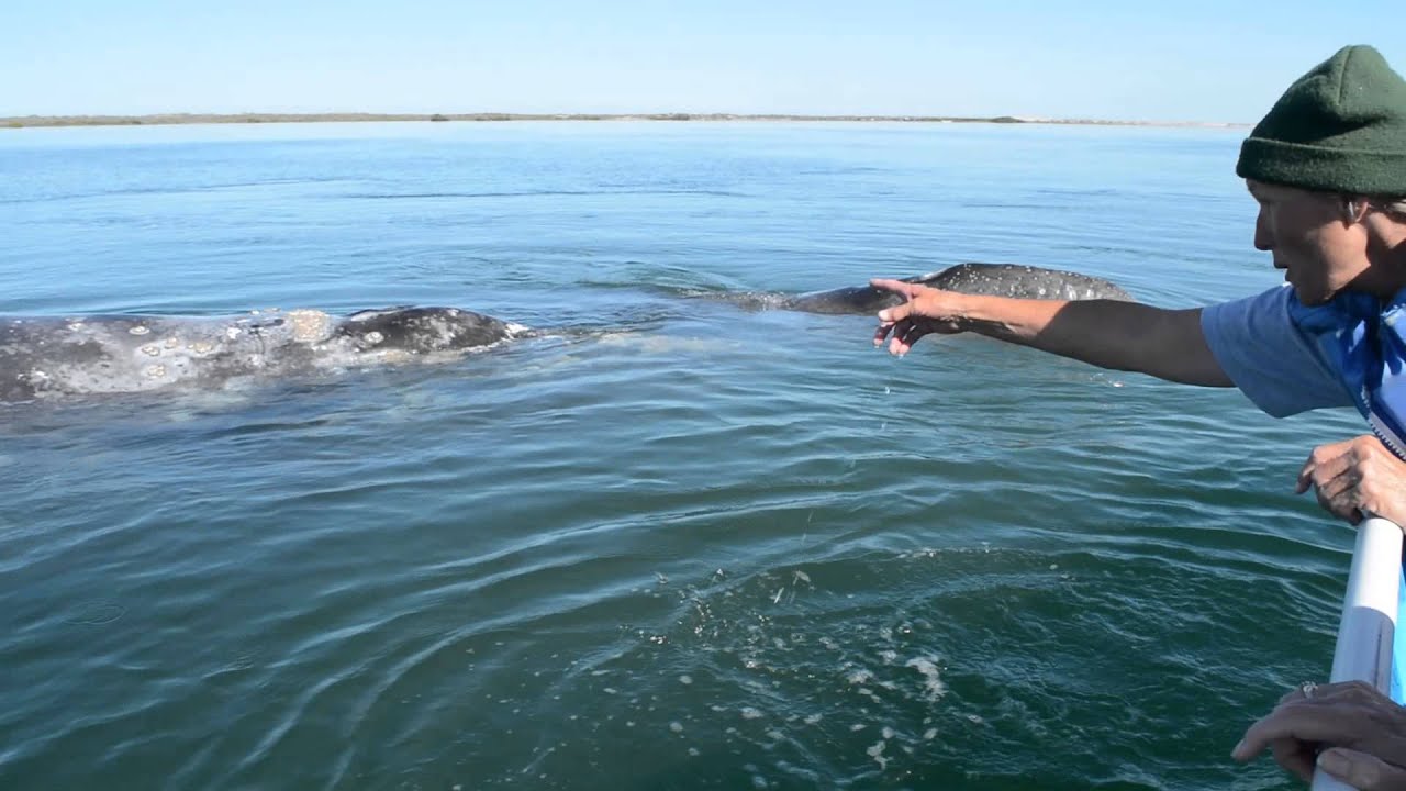 Gray Whales - Petting - Friendly-Mexico - Liz,Nick & Annie 2015 - YouTube