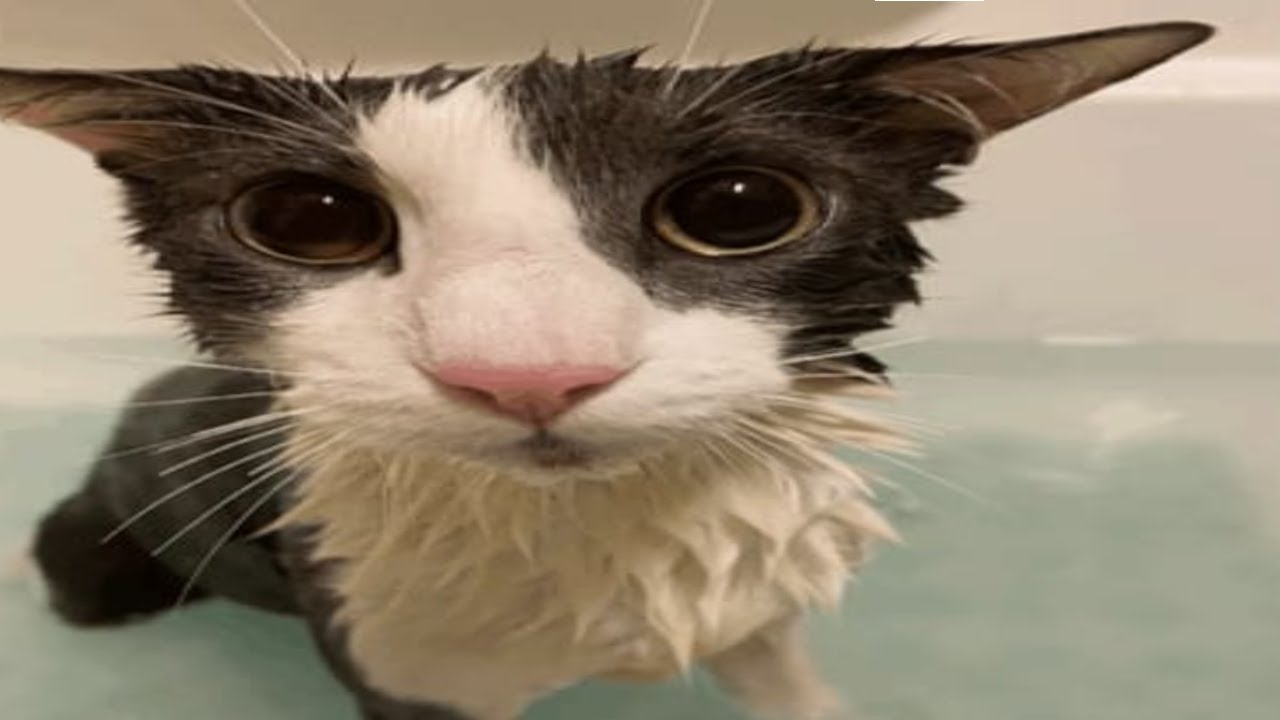 SUPERBUFFING DRY OUT!!! - YouTube