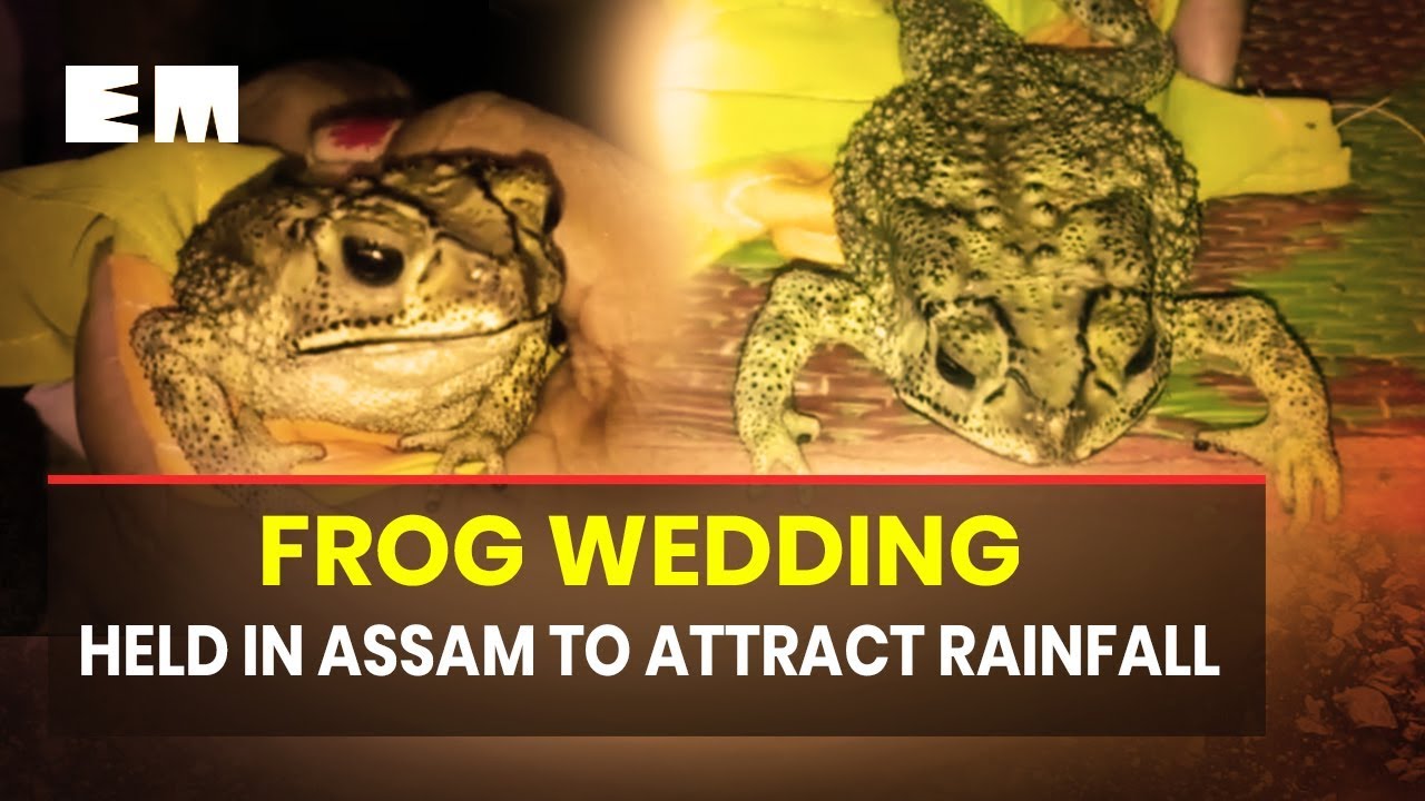 Heat’s on: Assam villagers hold ‘frog wedding’ to appease rain god ...