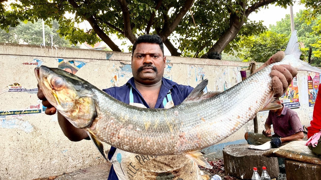 KASIMEDU SPEED SELVAM ALATHI FISH CUTTING 💥IN KASIMEDU FISH CUTTING 💥 ...