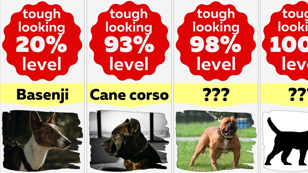Comparison: Most Tough Looking Dogs - YouTube