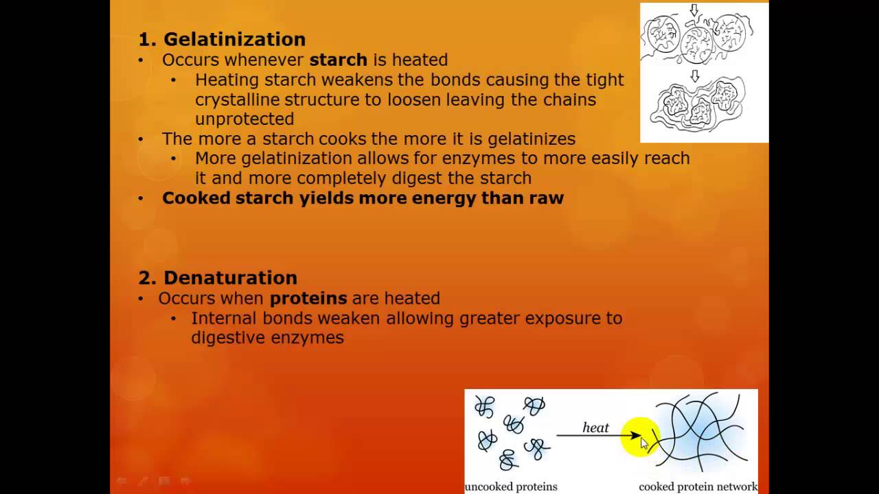 Unit 9: Fire and Human Evolution Part 2 - YouTube