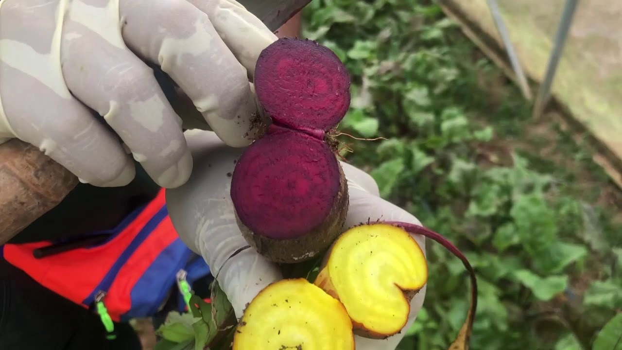 Baby Beetroot Medley - YouTube