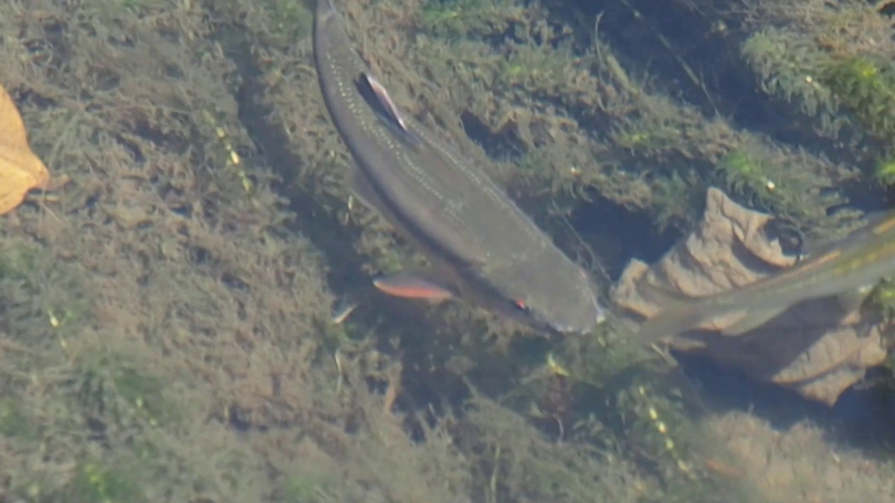 1080822南港大坑溪上游俗稱台灣馬口魚的臺灣鬚鱲（Candidia barbata） - YouTube