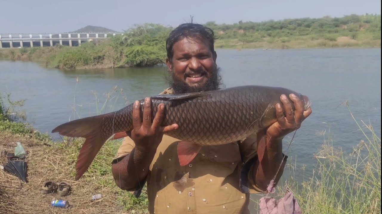 amazing big rohu Fish Hunting - YouTube