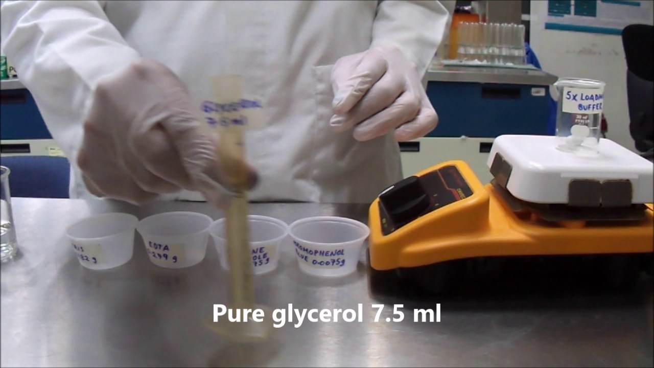 AGAROSE GEL ELECTROPHORESIS - COMPLETE PROTOCOL - YouTube